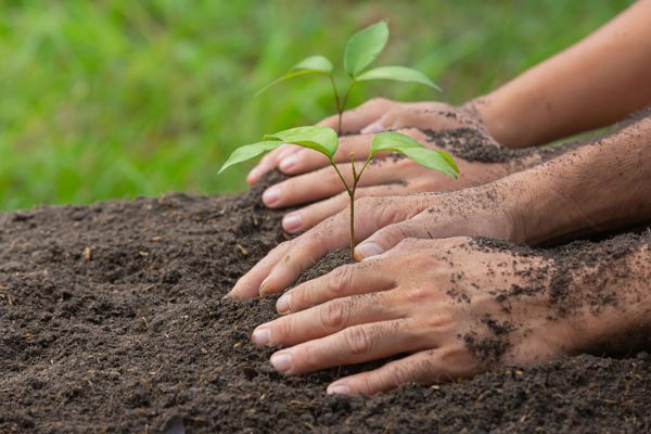 Maderas Barber Reforestation Project - A planted tree for every order ...